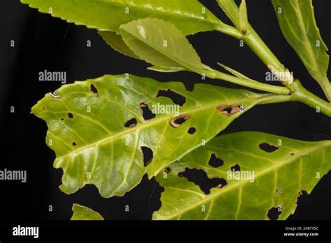 Gamma Protobacteria Immagini E Fotografie Stock Ad Alta Risoluzione Alamy