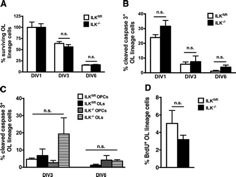 Integrin Linked Kinase Regulates Process Extension In Oligodendrocytes