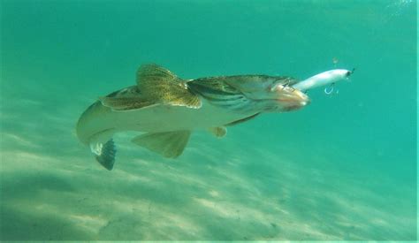 Motackle Shimano Tranx The Perfect Compliment To Our Motackle