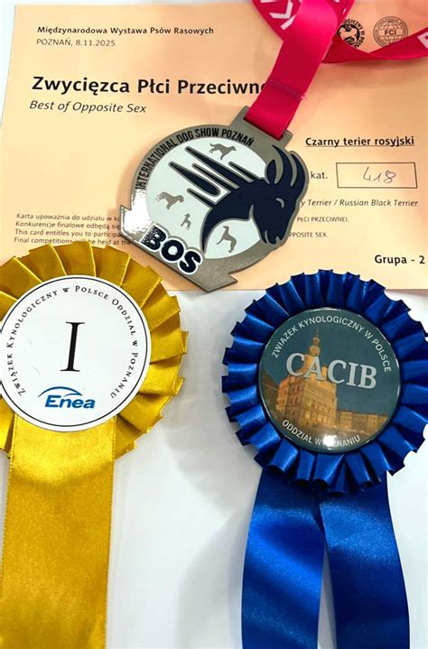 U Stóp Szklanych Gór Hodowla Fci Czarny Terier Rosyjski I Skye Terrier