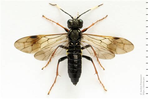 Photo 88357 Tenthredo Silensis