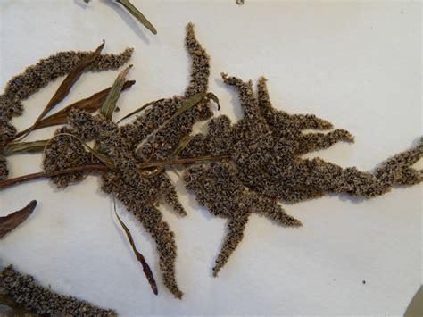 Amaranthus Palmeri Images Useful Tropical Plants