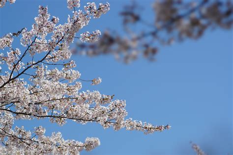 Sakura (Cherry Blossom) | (2014/04/06 Takarazuka, Hyogo, JAP… | Flickr