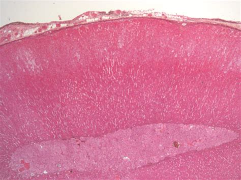 Exam 2 Histology Flashcards Quizlet