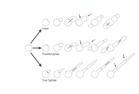 Module 6 Fungi Flashcards Quizlet