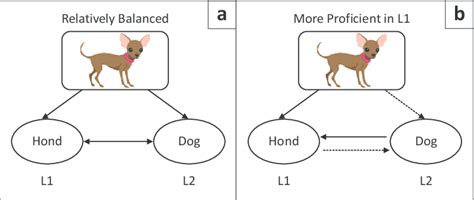 Model Of Bilingual Language Download Scientific Diagram