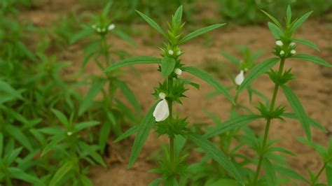 Tummi Puvvu Cultural Significance Medicinal Properties Health Benefits And Ecological Importance