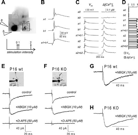 Absence Of Multiple Climbing Fiber Innervation Normal Granule Cell