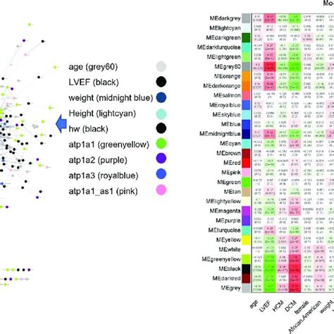 Relationship Of Gene Modules And Clinical Phenotypes The Weighted Gene Download Scientific