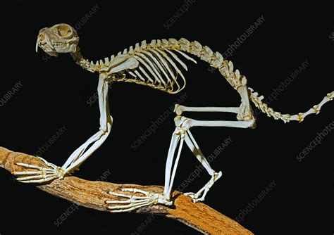 Black And White Ruffed Lemur Skeleton Stock Image C0445121