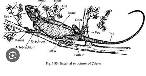 Respiratory System Of Garden Lizard With Diagram Why This Tiny Lizard