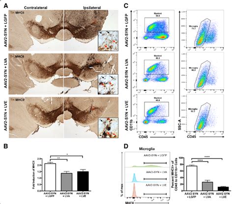 Silencing Ciita Dampens Syn Mediated Myeloid Mhcii Expression A Download Scientific Diagram