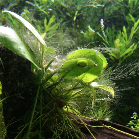 Fine White Translucent Stringy Algae W Pics The Planted Tank Forum