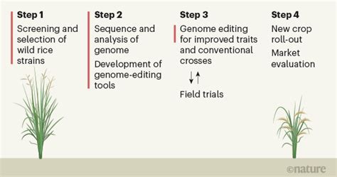 Road Map For Domesticating Multi Genome Rice Using Gene Editing