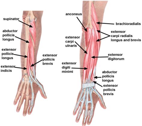 Upper Limb Muscles