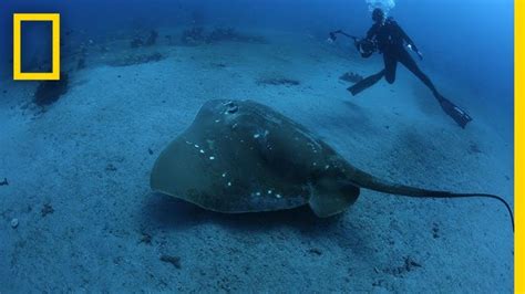 Giant Stingray Steve Irwin