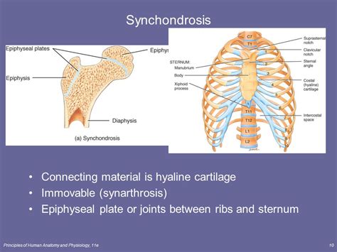 Joints Lecture Outline Ppt Download