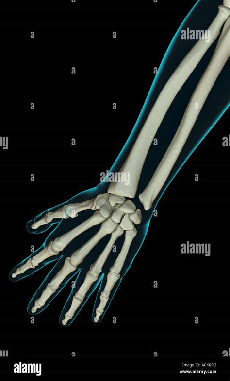 Forearm Bones High Resolution Stock Photography And Images Alamy