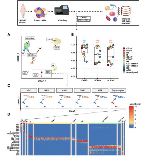 Cell ID Cell Type Prediction Of Human Cord Blood Mononuclear Cells Download Scientific Diagram
