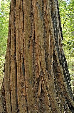 Sequoia Sempervirens Alchetron The Free Social Encyclopedia
