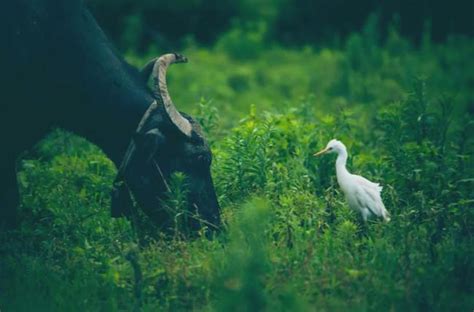 Биологийн олон янз байдлыг хамгаална