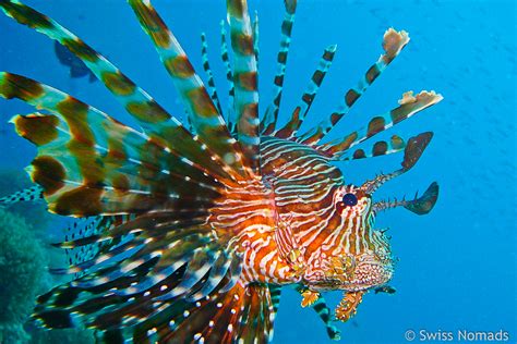 Die Fische Der Malediven Wunderwelt Unter Wasser Swiss Nomads