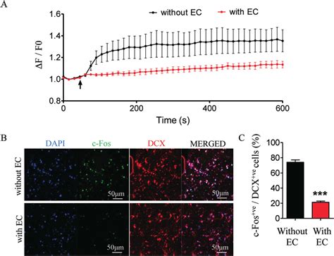 Calcium Imaging And C Fos Expression Show Reduced Glutamate Transport