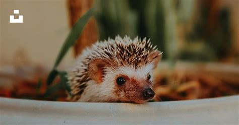 흰색 세라믹 컨테이너에 흰색 고슴도치 사진 Unsplash의 무료 미라솔 이미지