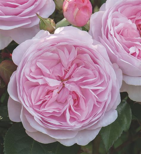 Olivia Rose Austin Newmans Nursery
