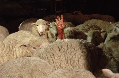Killer Sheep Archives Projected Figures