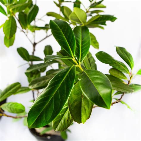Лавровишня лекарственная Caucasica с10 Prunus laurocerasus Caucasica (И ...