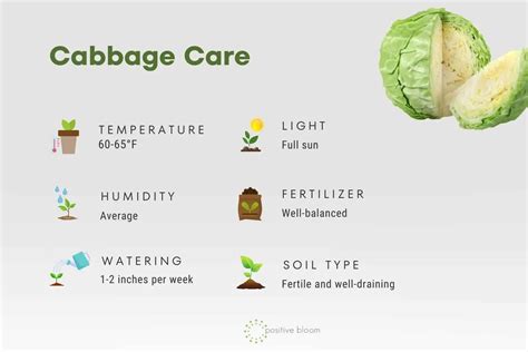The 9 Cabbage Growing Stages How To Grow This Vegetable