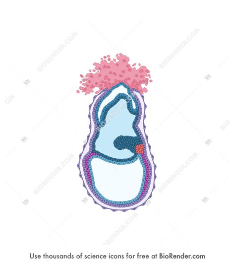 Free Mouse Embryo E7 5 Icons Symbols And Images Biorender