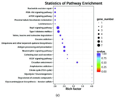 Kegg Pathway Enrichment Of Target Genes For Dems In Different Download Scientific Diagram