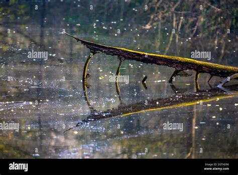 A Fallen Tree Branch Reflected In The Water Of A Still Lake Stock Photo Alamy
