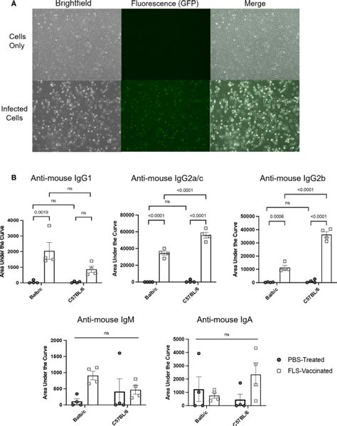 Multiplex Flow Cytometry Based Assay For Quantifying Tumor And Virus Associated Antibodies
