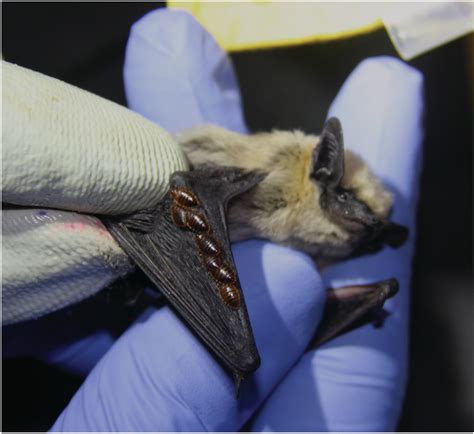 Specimen Of Canyon Bat Parastrellus Hesperus Infested By Bat Bugs Download Scientific