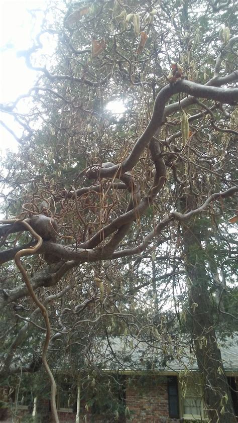 2 Anns Contorted Filbert Tree Cuttings Harry Lauders Walking Stick