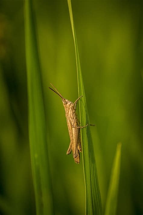 Grasshopper Cricket Insect Free Photo On Pixabay
