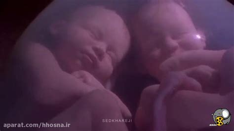گفتگوی دو جنین در شکم مادر فیلو