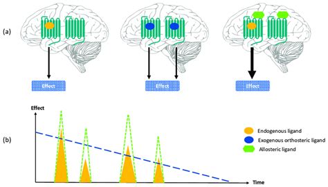 Spatial A And Temporal B Fidelity Of Positive Allosteric Modulation
