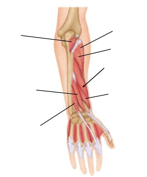 Forearm Extensors Diagram Quizlet