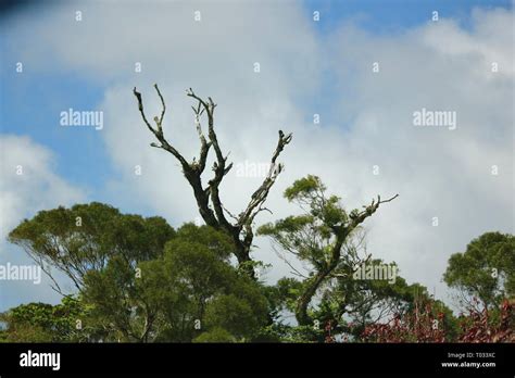 Leafless Tree Rising Above Tree Tops With Blue And White Skies In The