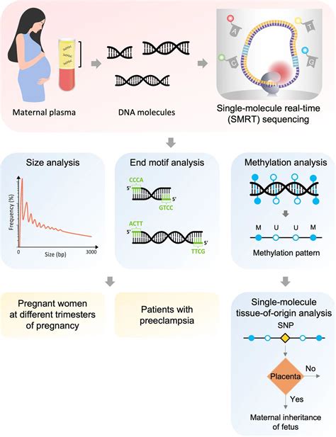 Pierluigi Tenca On Linkedin Long Reads Single Molecule Sequencing