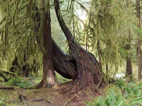 File Hoh Rain Forest Trees Wikipedia