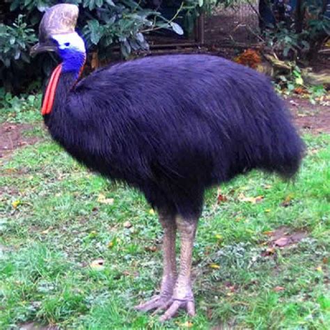 Cassowary Discover Fascinating Facts And Information About
