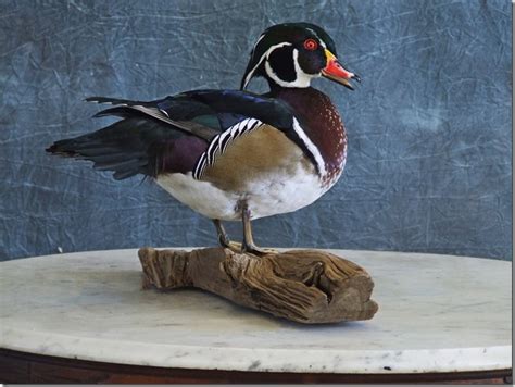 Standing Bufflehead Mounts