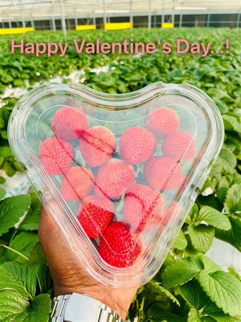sahan senavirathna on linkedin happy valentine s day 🍓 ️