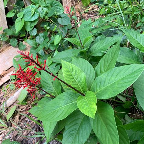 Backyard Surprise A Hidden Firespike Plant Hydrangeas Blue
