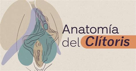 Anatomía del clítoris Sexpecialista
